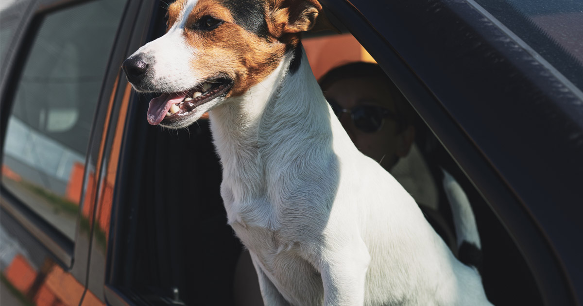 Can an Unrestrained Pet Cause a Car Accident? | DC Lawyer